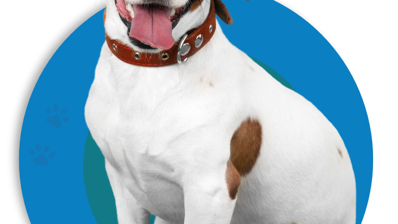 Cartrophen Cães - Cartrophen