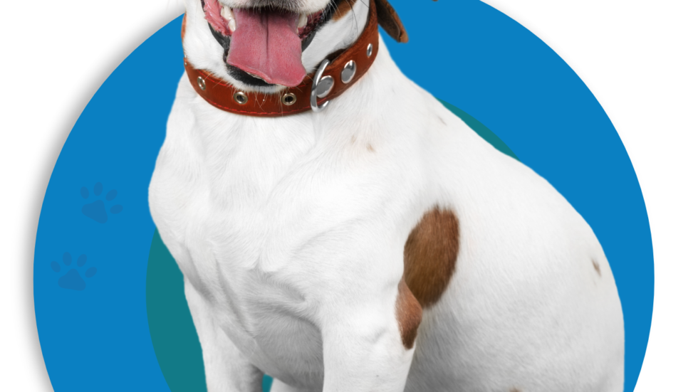 Cartrophen Cães - Cartrophen